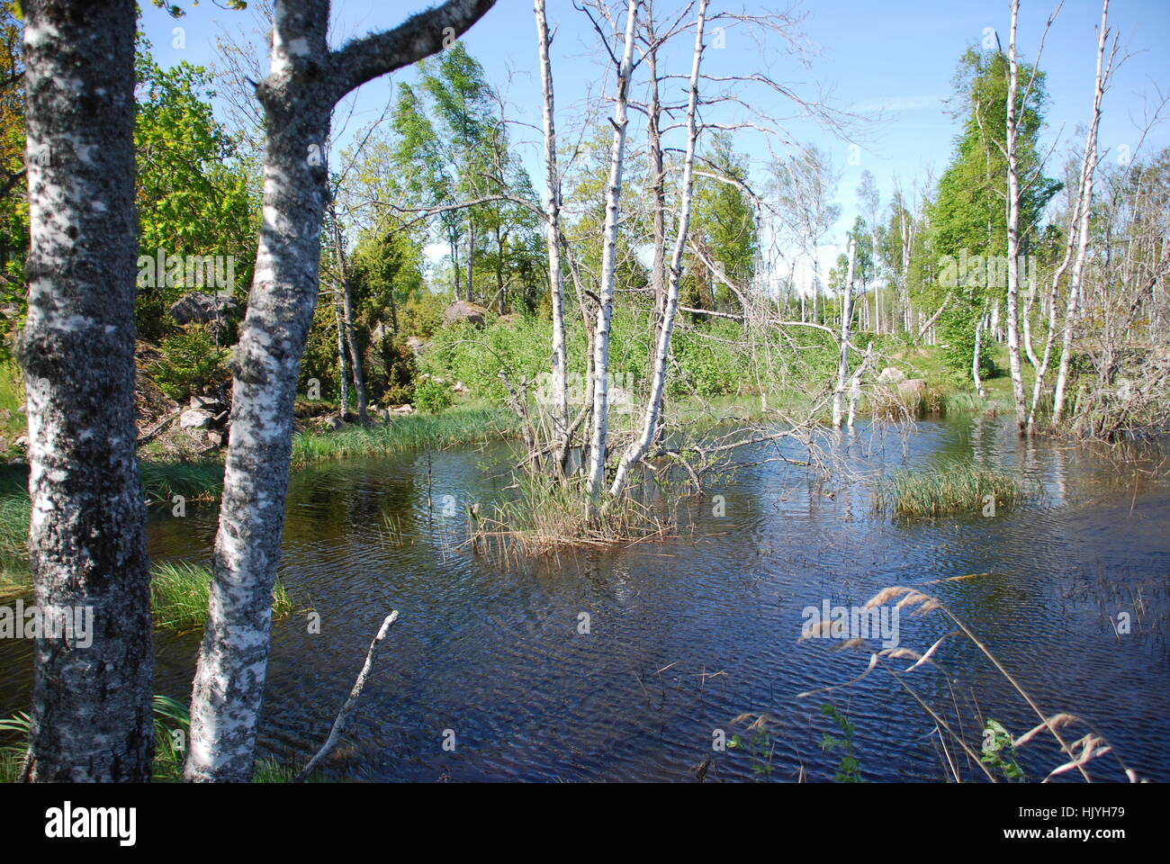 swamp, sweden, reed, marshes, salt water, sea, ocean, water, blue ...