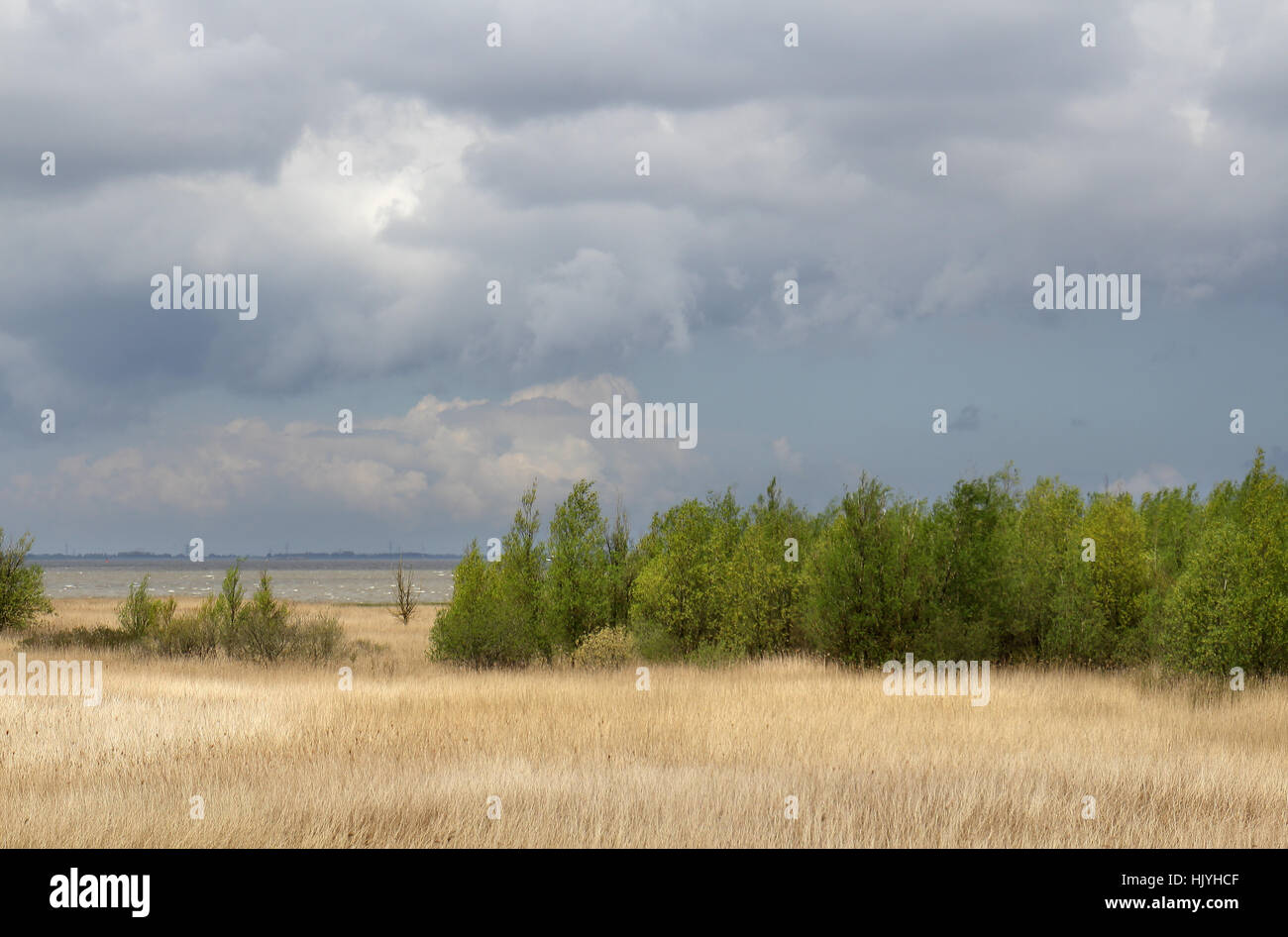trees in the foothills Stock Photo - Alamy