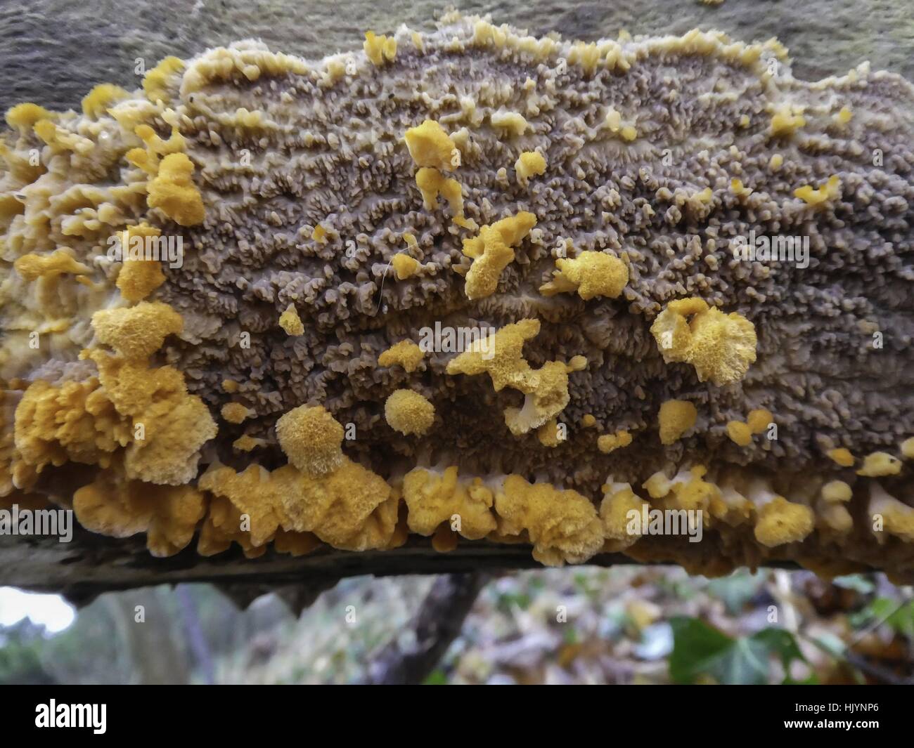 Yellow Brain Fungus, december 2016 | usage worldwide Stock Photo - Alamy