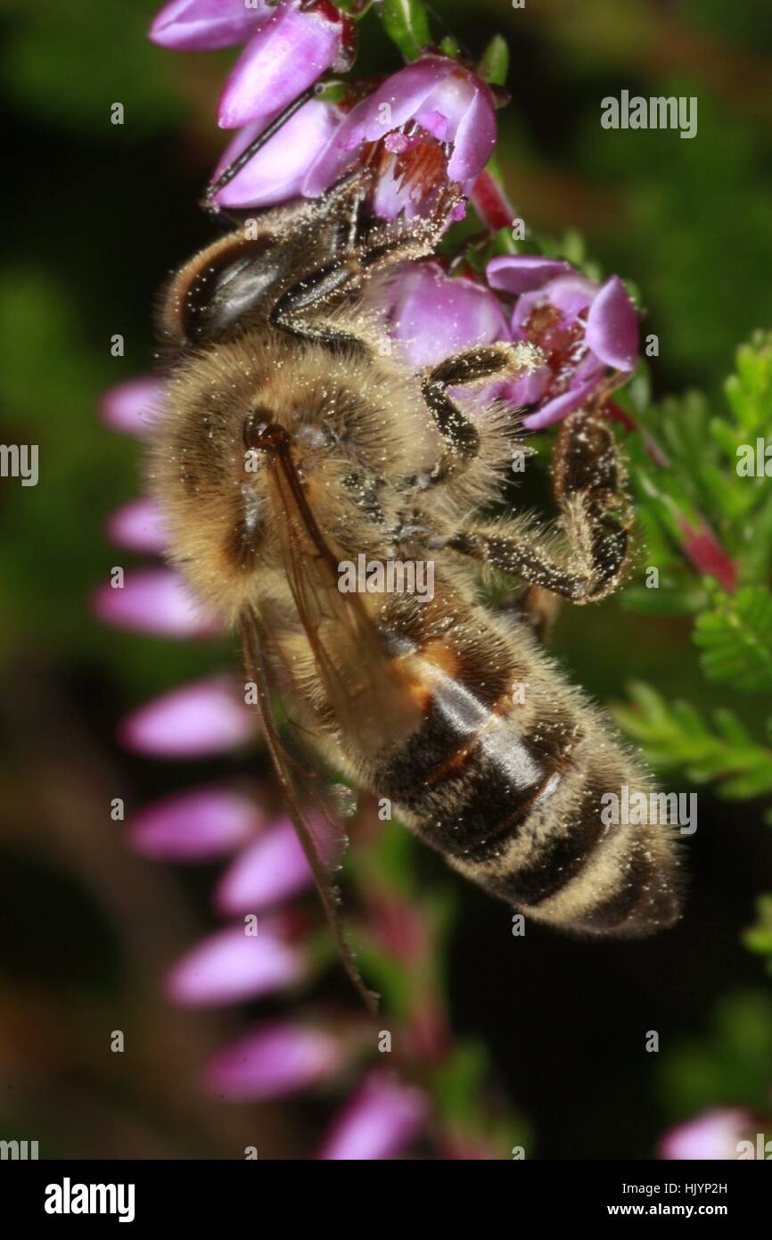 A honey bee (Apis mellifera carnica) collects nectar and pollen on the ...