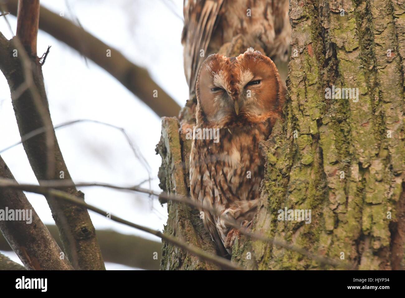Brown owl | usage worldwide Stock Photo - Alamy