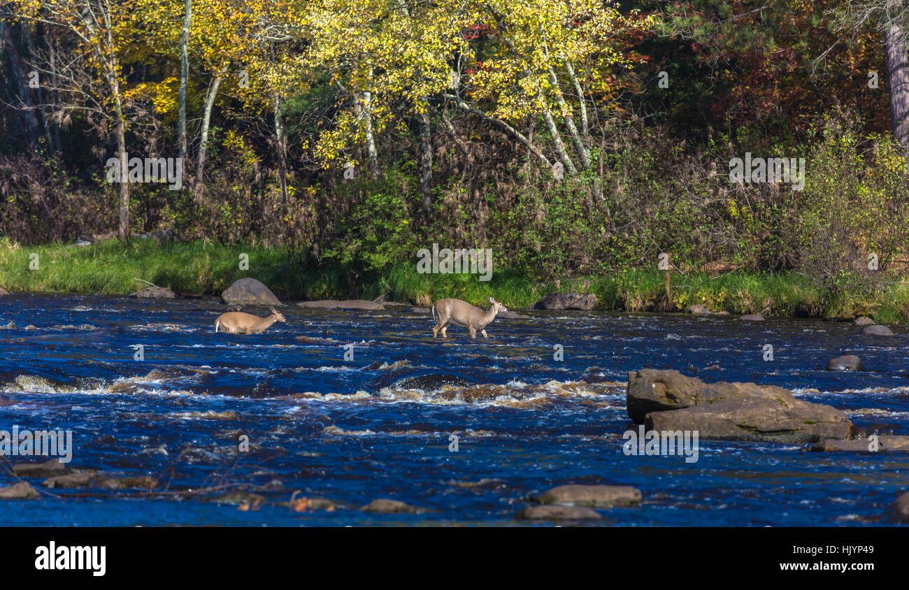 White-tailed doe and fawn crossing the Kettle River in Minnesota Stock ...