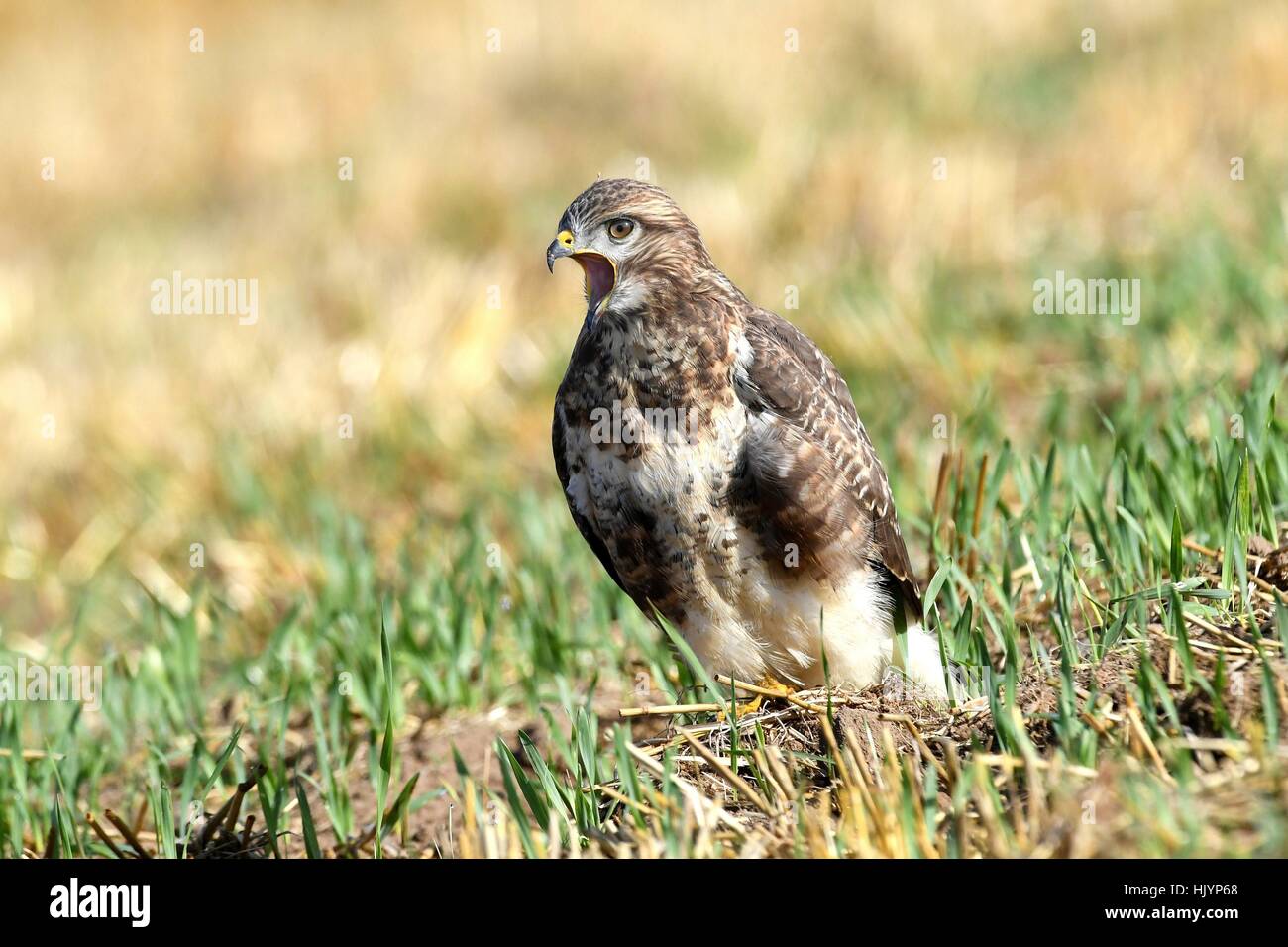 Buzzard | usage worldwide Stock Photo - Alamy