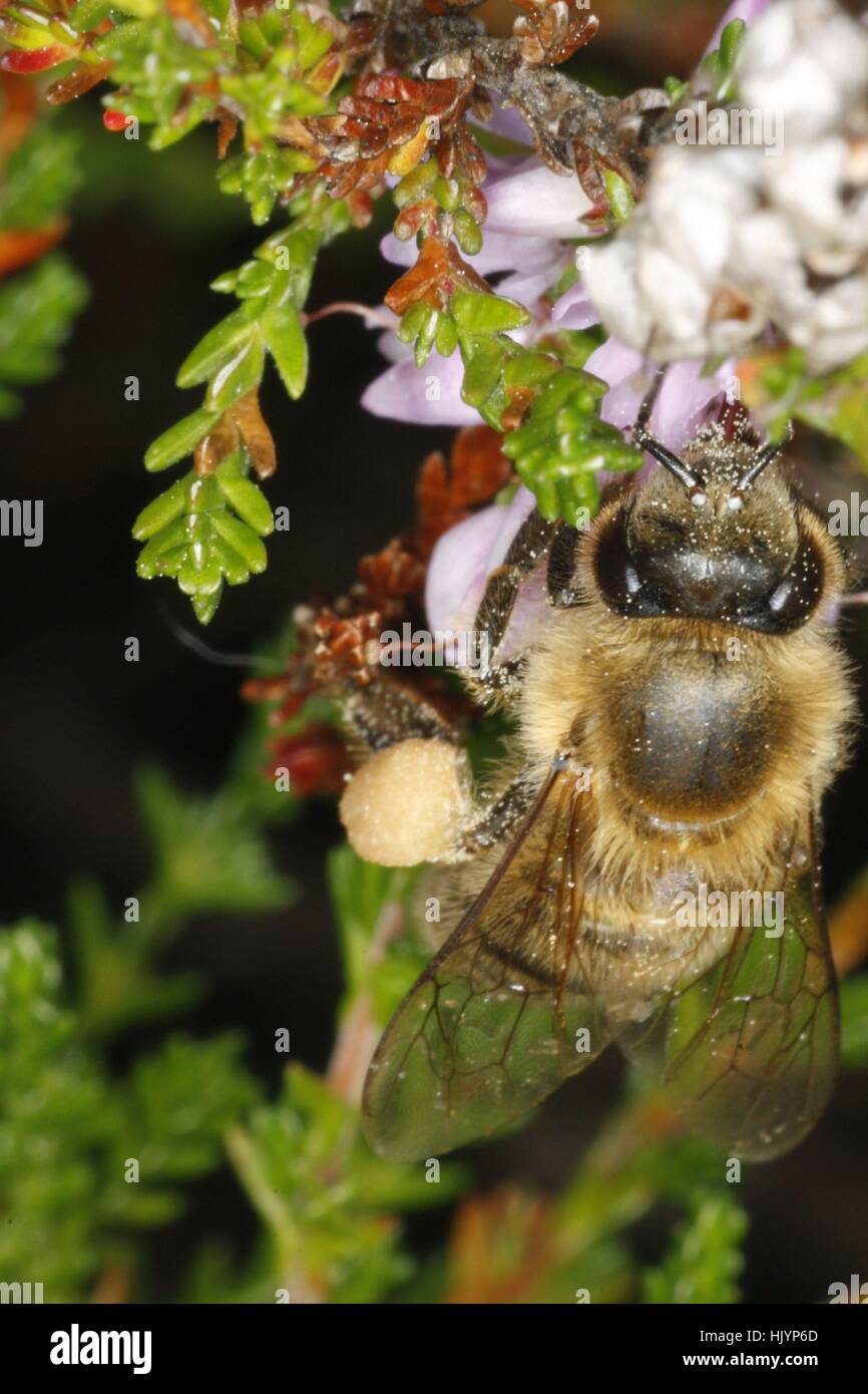 A honey bee (Apis mellifera carnica) collects nectar and pollen on the ...