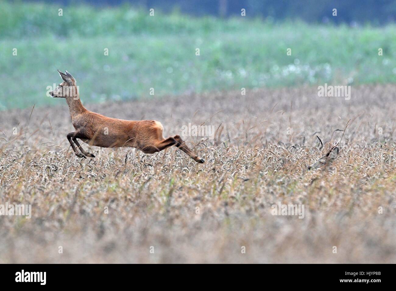 Roe deer | usage worldwide Stock Photo - Alamy