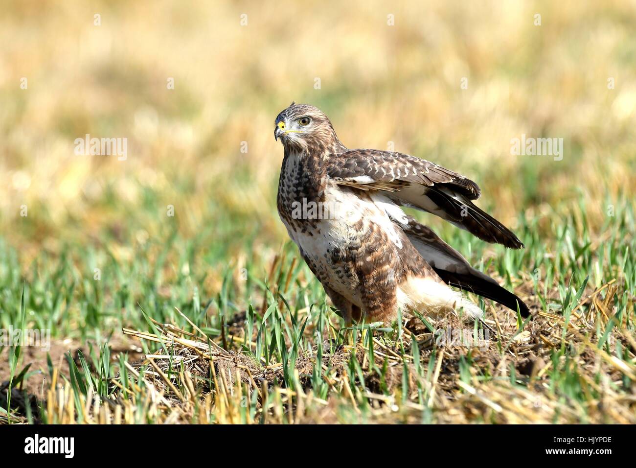 Buzzard | usage worldwide Stock Photo - Alamy