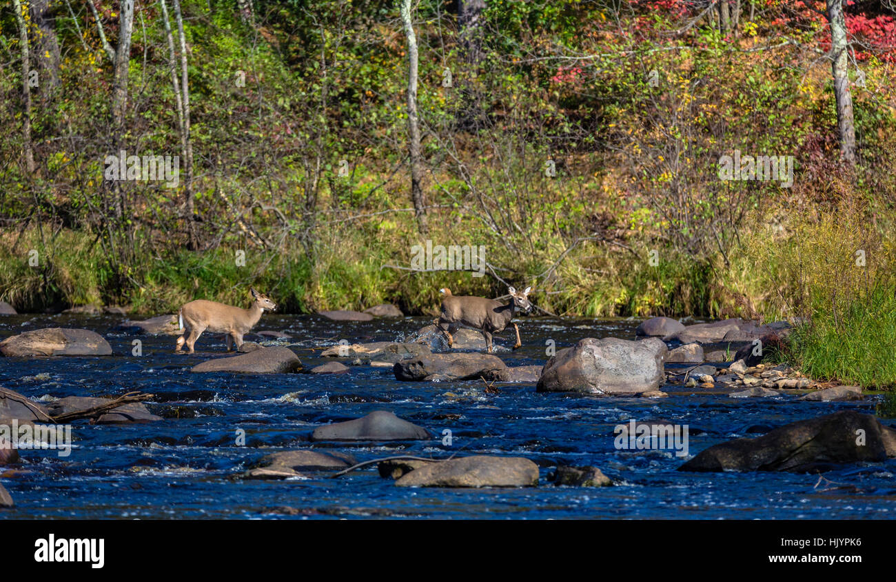 White-tailed doe and fawn crossing the Kettle River in Minnesota Stock ...