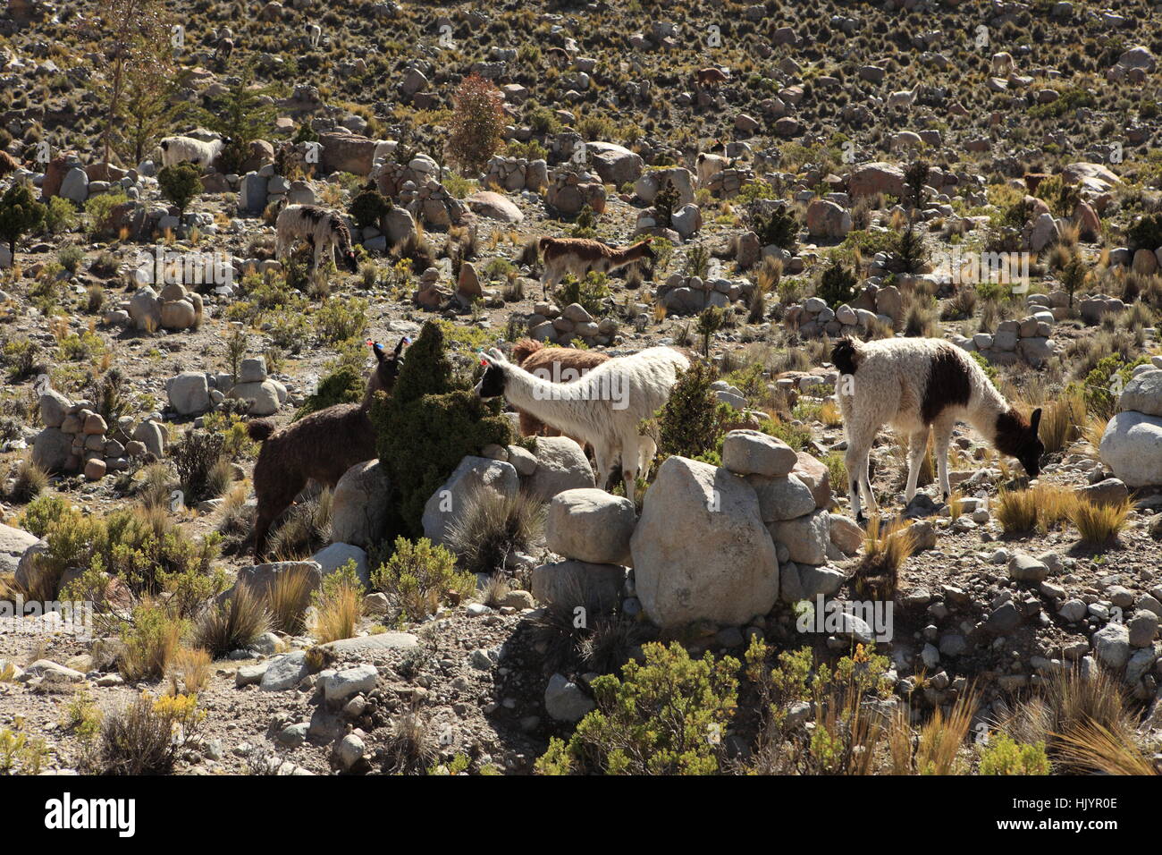 camel, alpaca, peru, andes, bolivia, llama, camel, south america ...