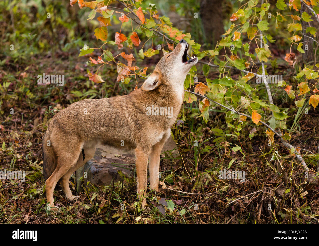 Coyote howl hi-res stock photography and images - Alamy
