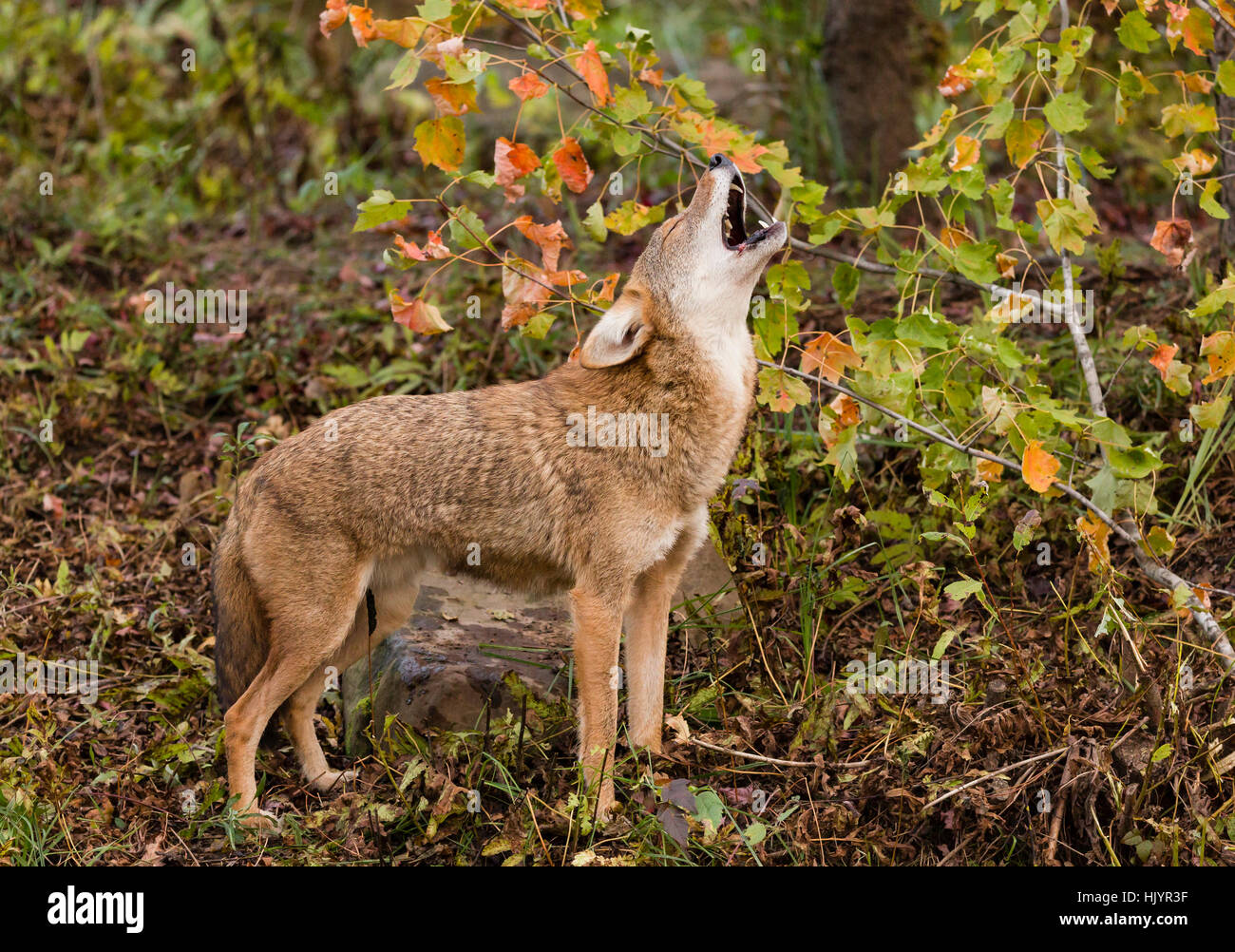 Pack Of Coyotes Howling