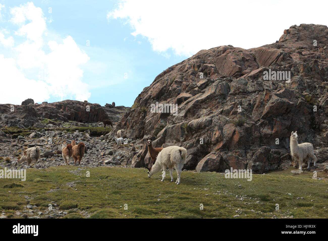 Guanako llama hi-res stock photography and images - Alamy