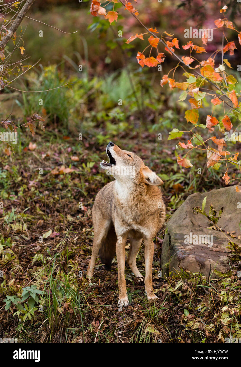 Howling coyote hi-res stock photography and images - Alamy