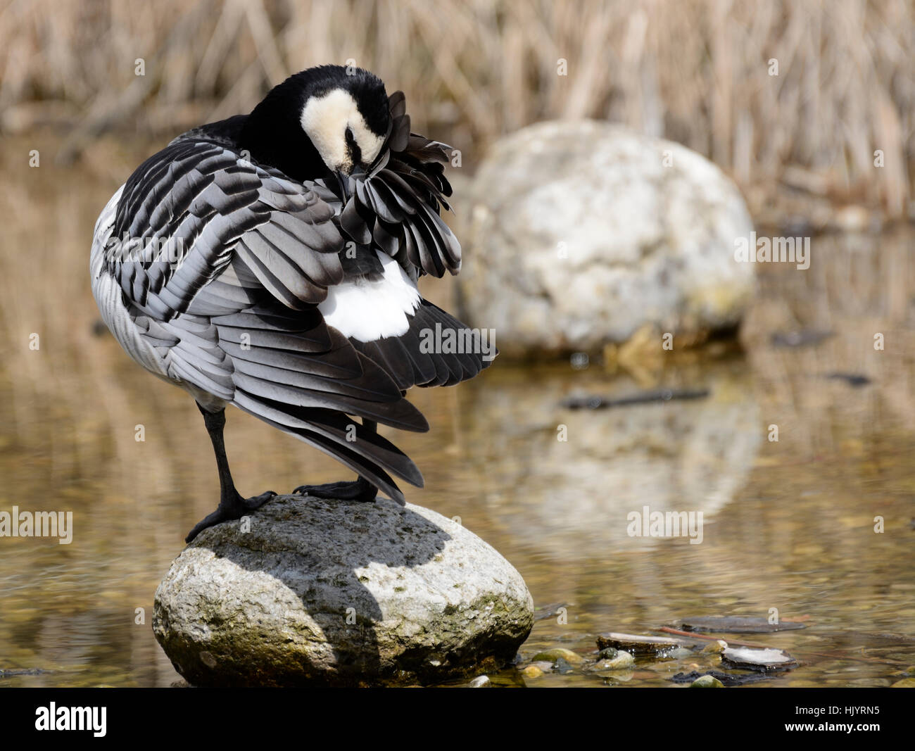 stone, animal, bird, rock, feathers, beak, duck, wildlife, plumage ...