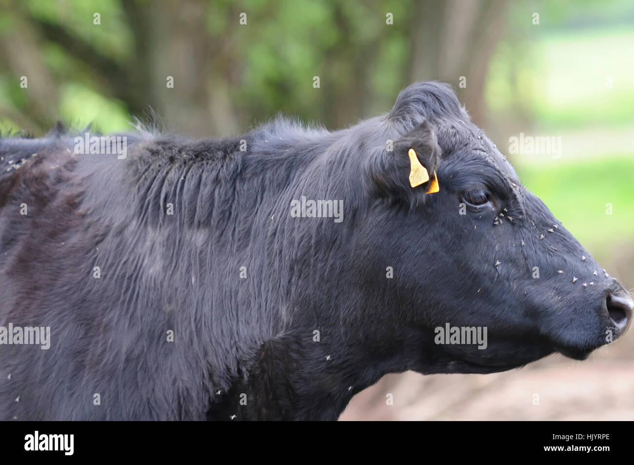 bovine, cattle, brown, brownish, brunette, horn, black, swarthy ...