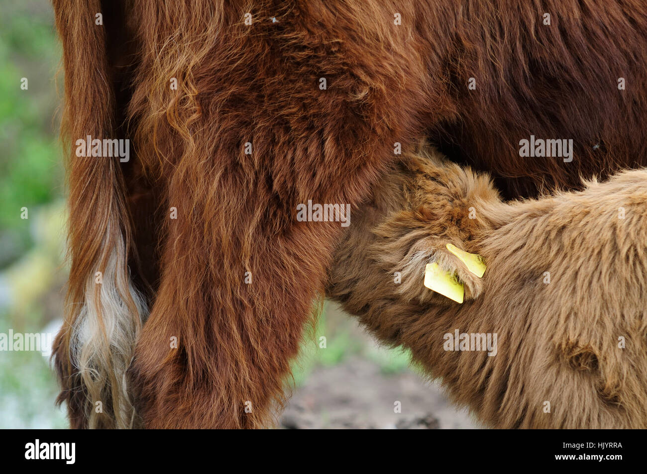 bovine, cattle, brown, brownish, brunette, horn, black, swarthy ...