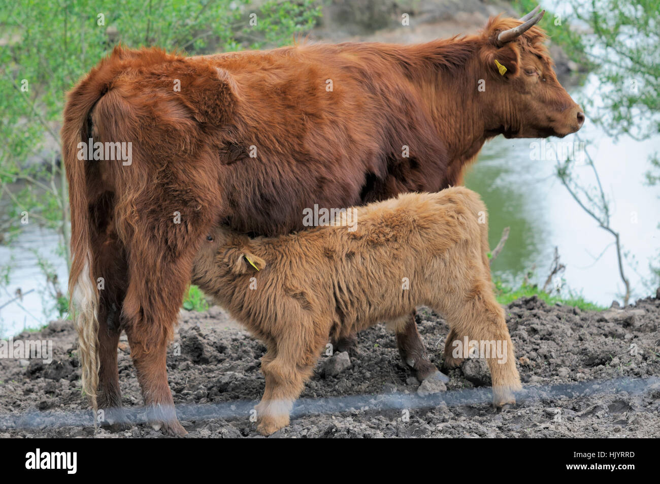 Heckrinder hi-res stock photography and images - Alamy