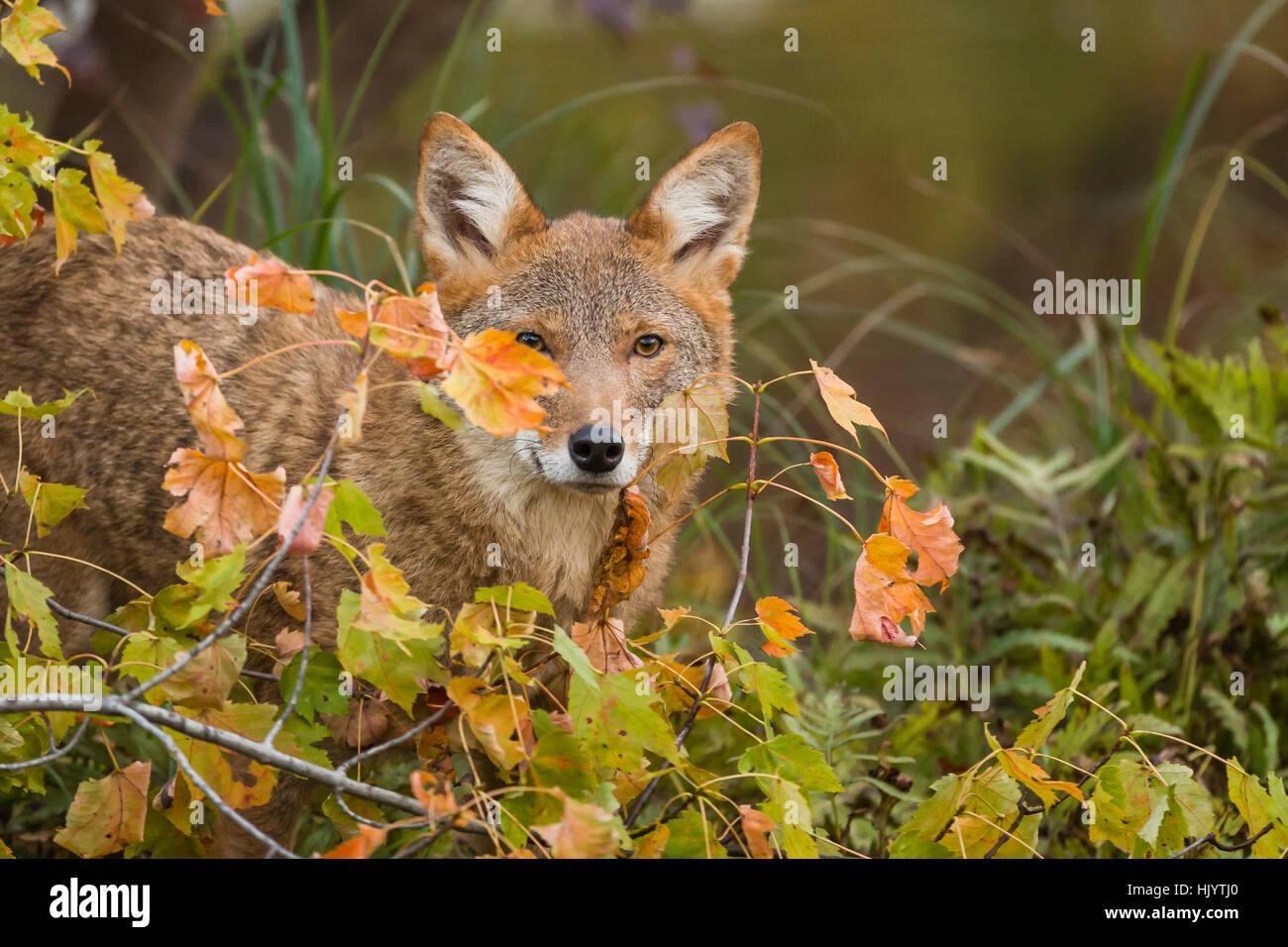 North american coyote hi-res stock photography and images - Alamy