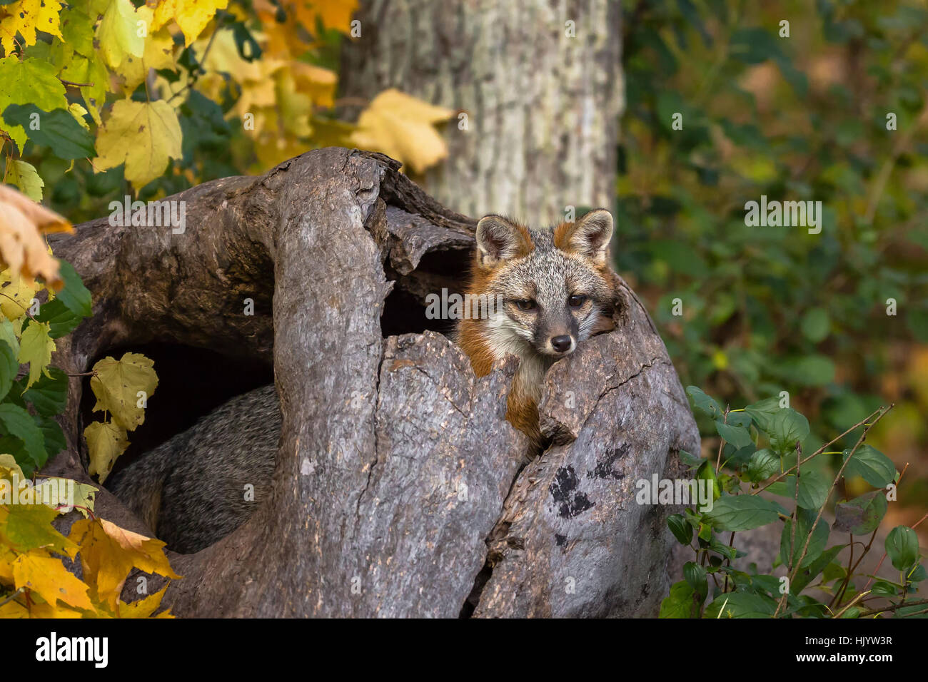 North american gray fox hi-res stock photography and images - Alamy