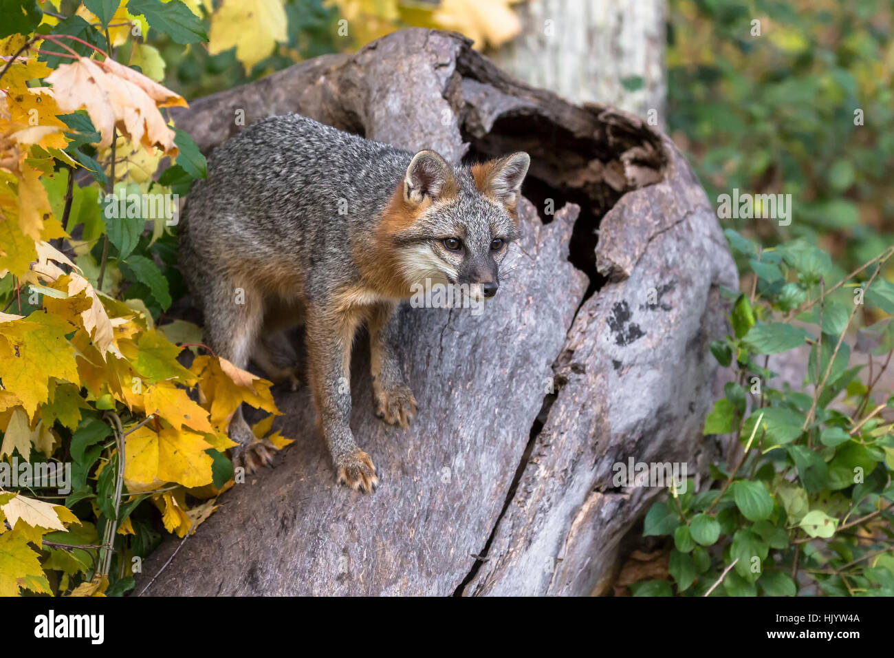 North american gray fox hi-res stock photography and images - Alamy