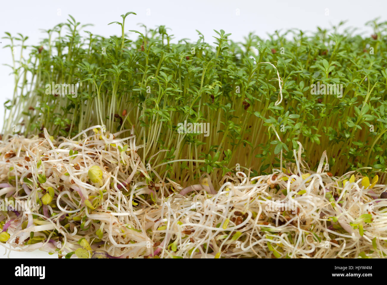 food, aliment, isolated, vegetable, vegetarian, cress, seedlings, food ...