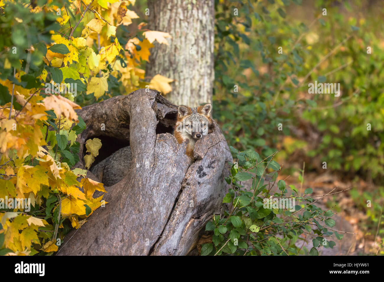 Fox peeking out of hole hi-res stock photography and images - Alamy