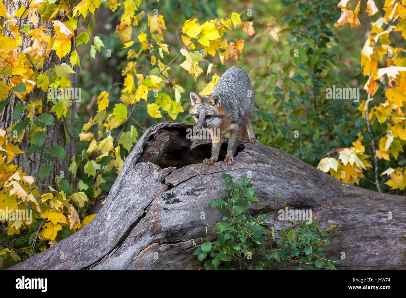 North American Gray Fox High Resolution Stock Photography and Images ...