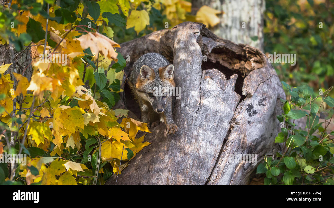 North american gray fox hi-res stock photography and images - Alamy