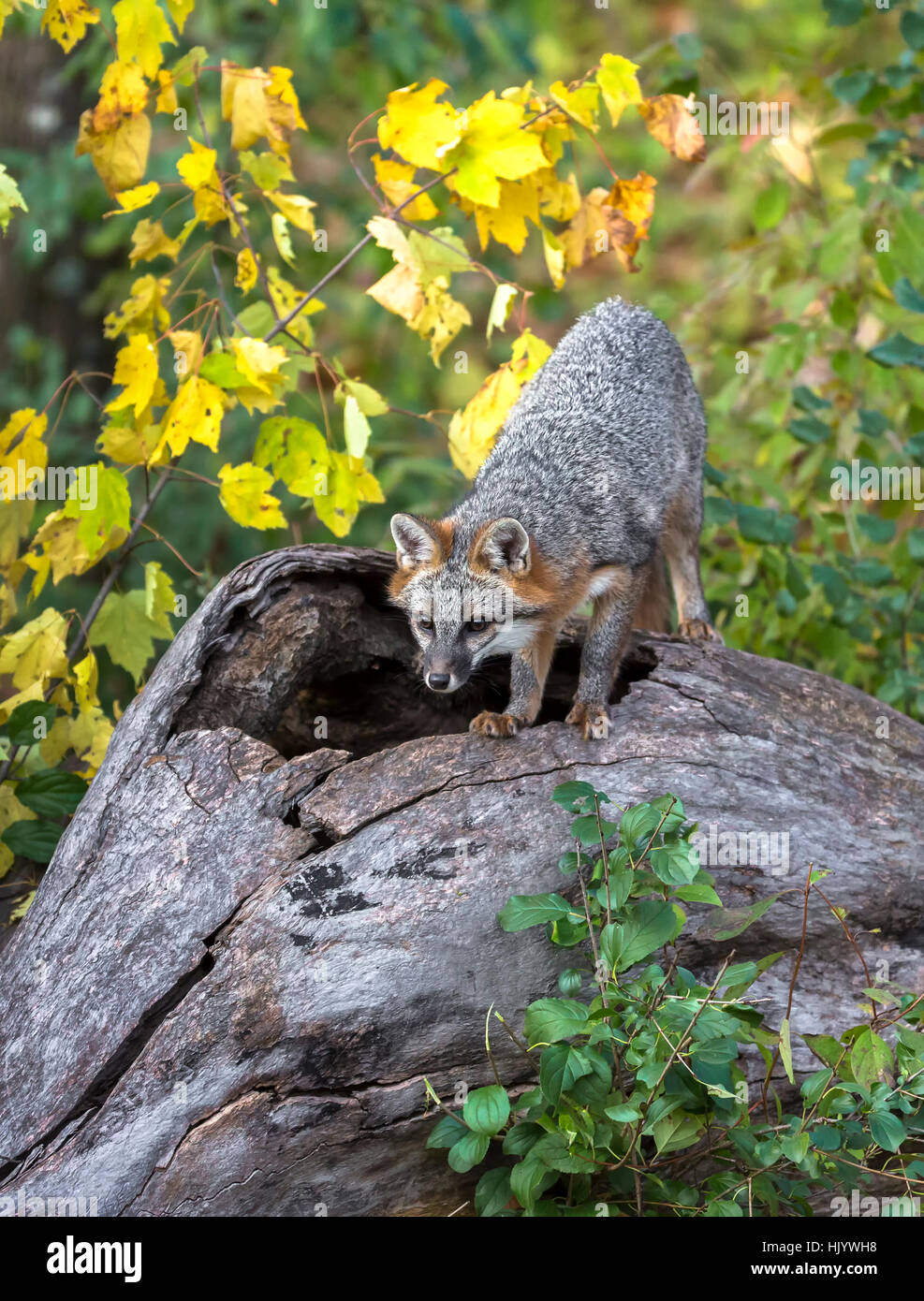 North american gray fox hi-res stock photography and images - Alamy