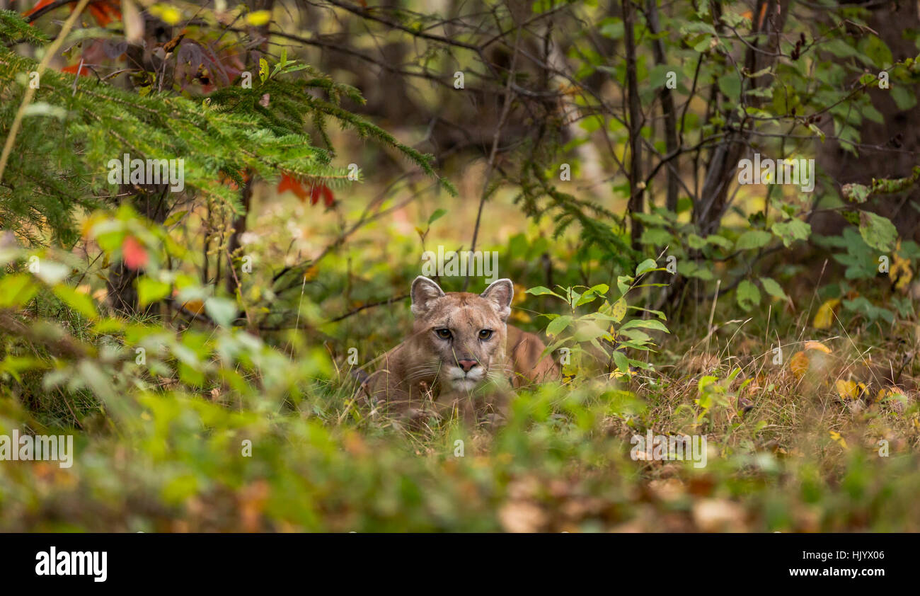 Cougar in autumn forest hi-res stock photography and images - Alamy