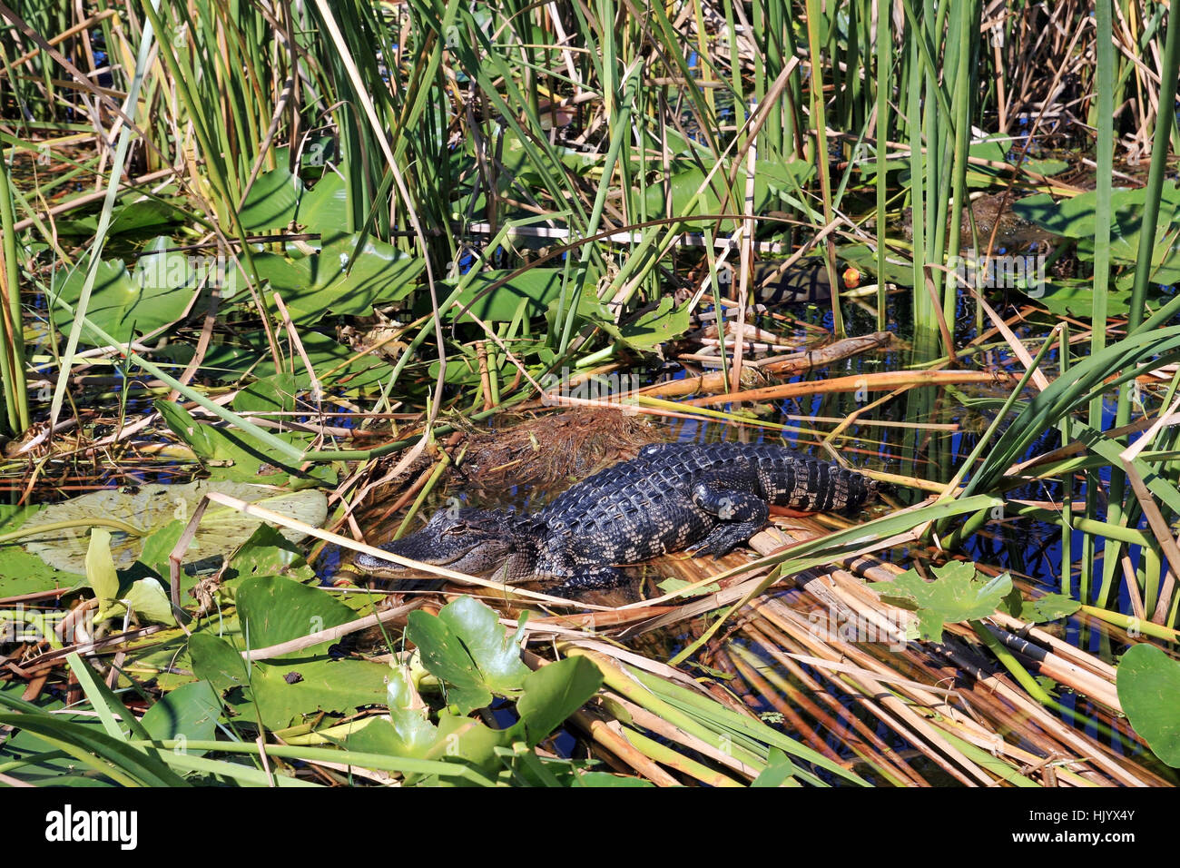 reptile, swamp, usa, alligator, marshes, water, danger, waters, plant ...