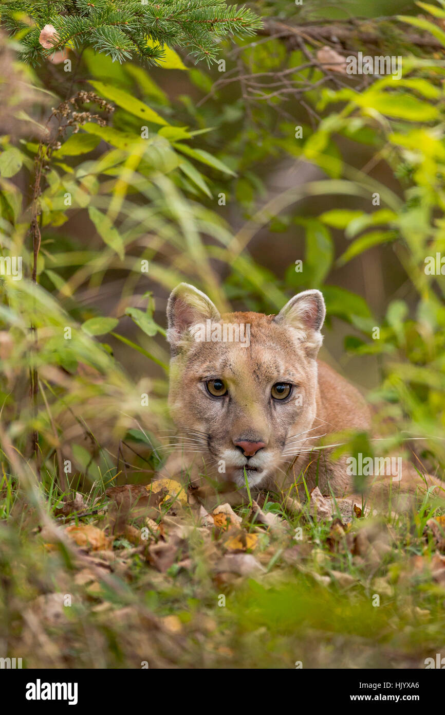 Cougar in autumn forest hi-res stock photography and images - Alamy