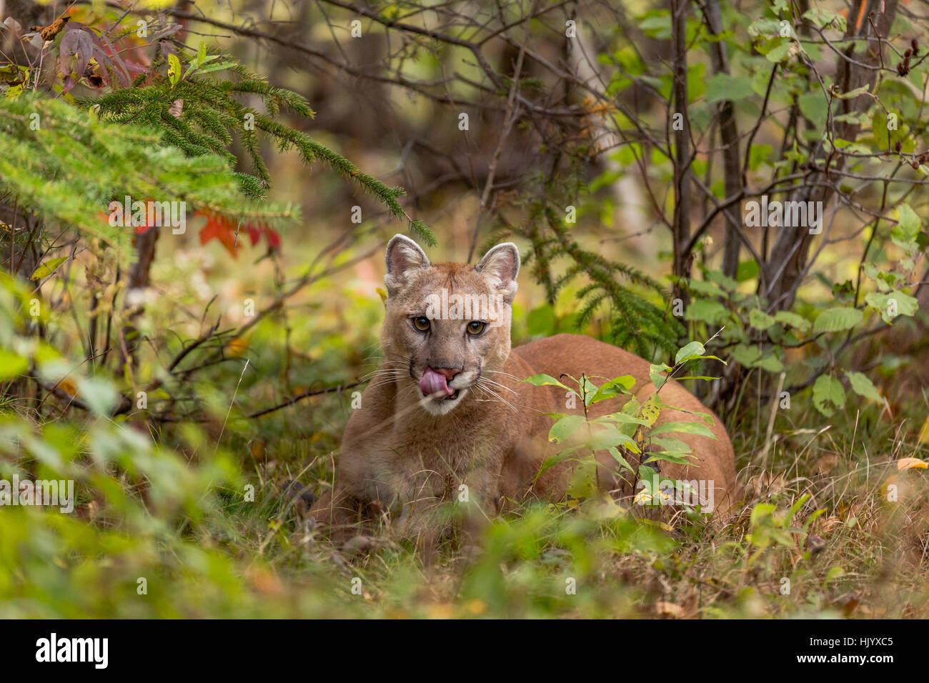 Cougar in autumn forest hi-res stock photography and images - Alamy
