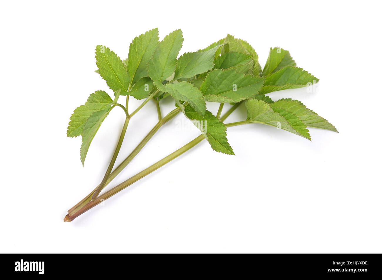 Giersch hi-res stock photography and images - Alamy