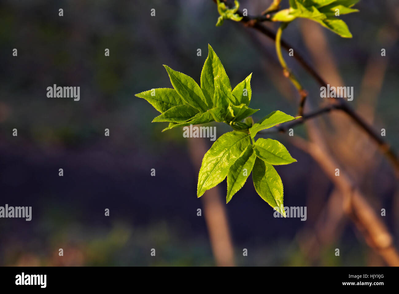 leaf, leaves, bud, bush, growth, grow, lawn, green, foliage, plant, close Stock Photo - Alamy