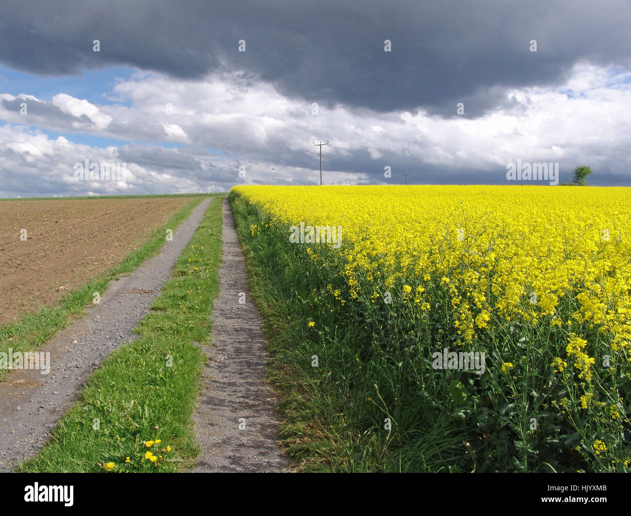 coleseed, Rape field, spring, clouded sky, path, way, scenery ...