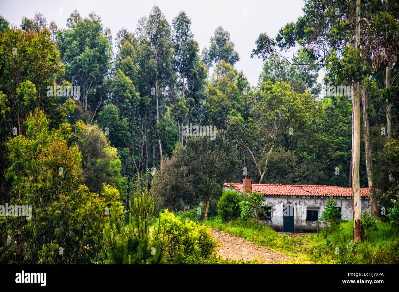 house, building, tree, summer, summerly, home, landscape, scenery ...