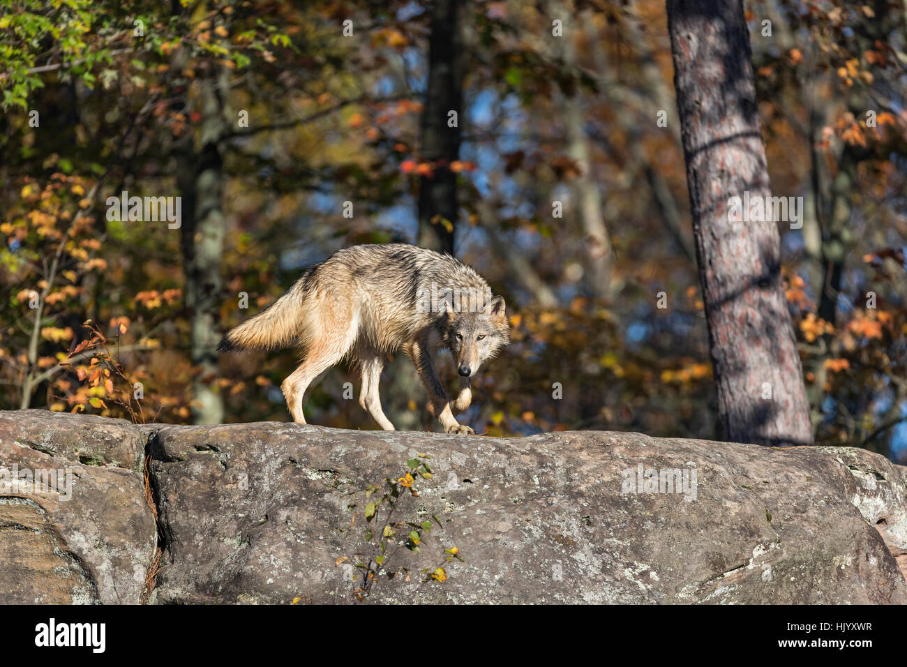 Gray wolf usa hunting hi-res stock photography and images - Alamy