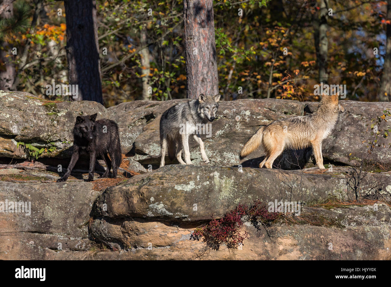 Wolf pack hunting hi-res stock photography and images - Alamy