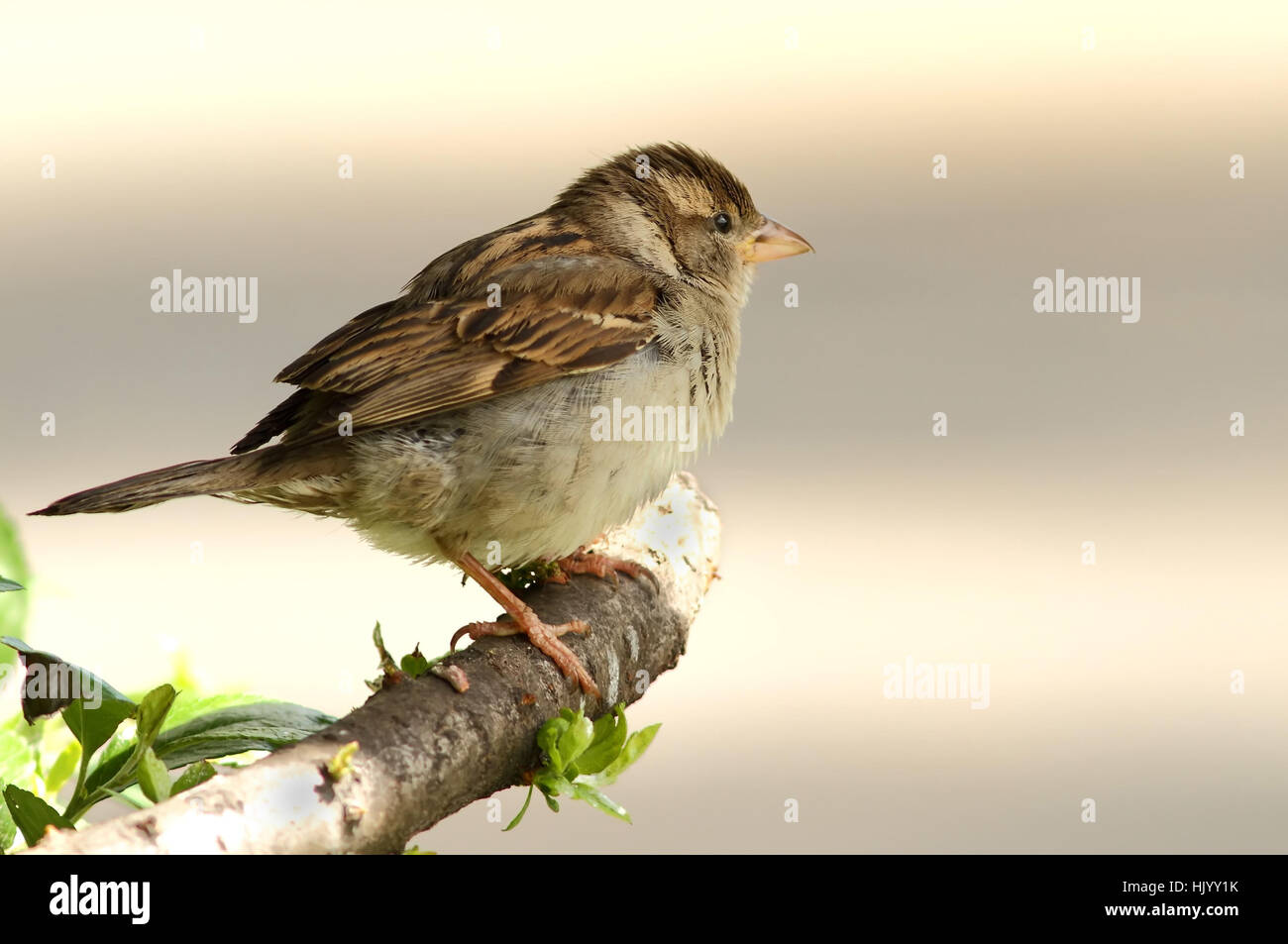animal, bird, animals, birds, sparrow, sparrows, blue, laugh, laughs ...