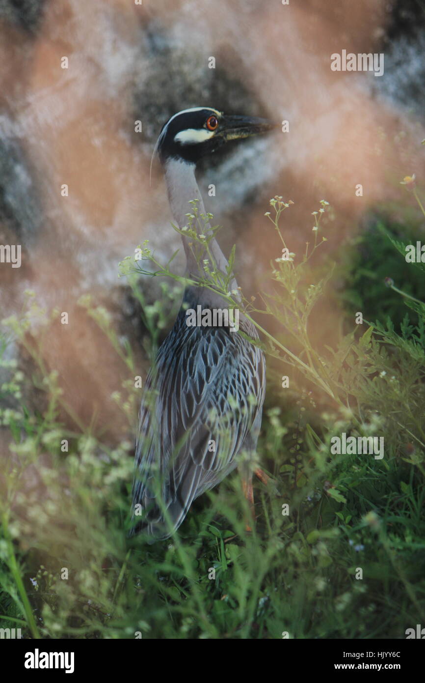 Herron Bird Jamaican Wildlife Stock Photo - Alamy