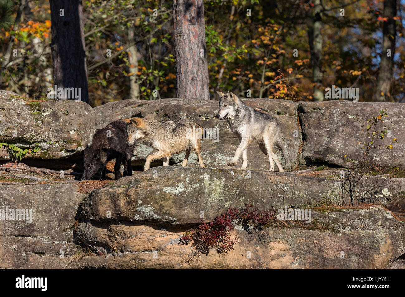 North american timber wolves hi-res stock photography and images - Alamy