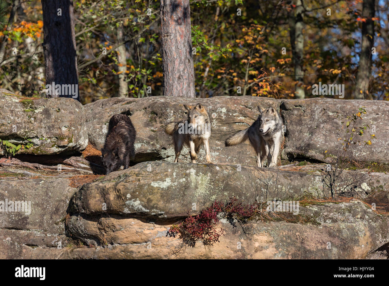 North american timber wolves hi-res stock photography and images - Alamy