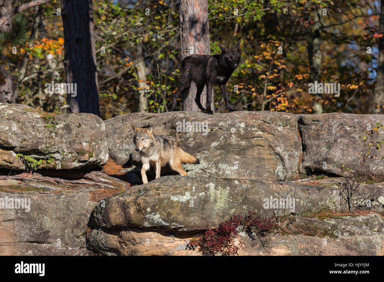 Black wolf pack hi-res stock photography and images - Alamy