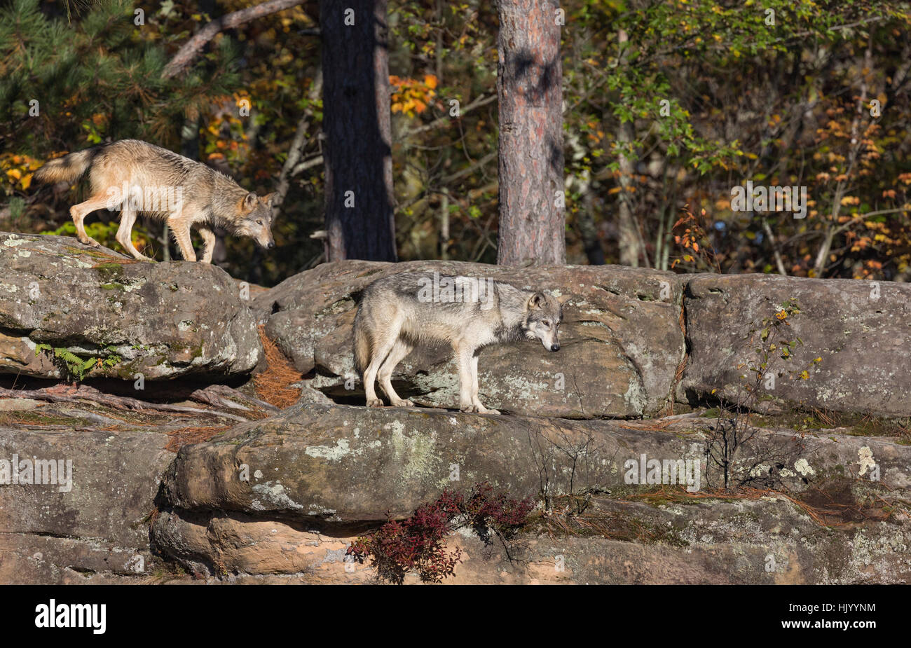 Black and gray wolf hi-res stock photography and images - Alamy