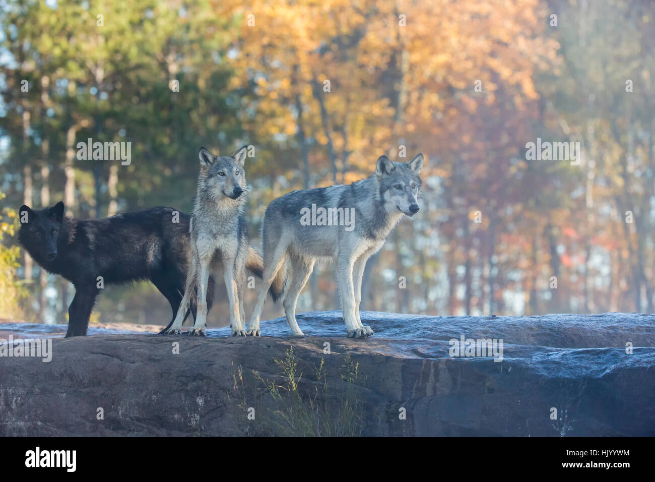 Wolves hunting hi-res stock photography and images - Alamy