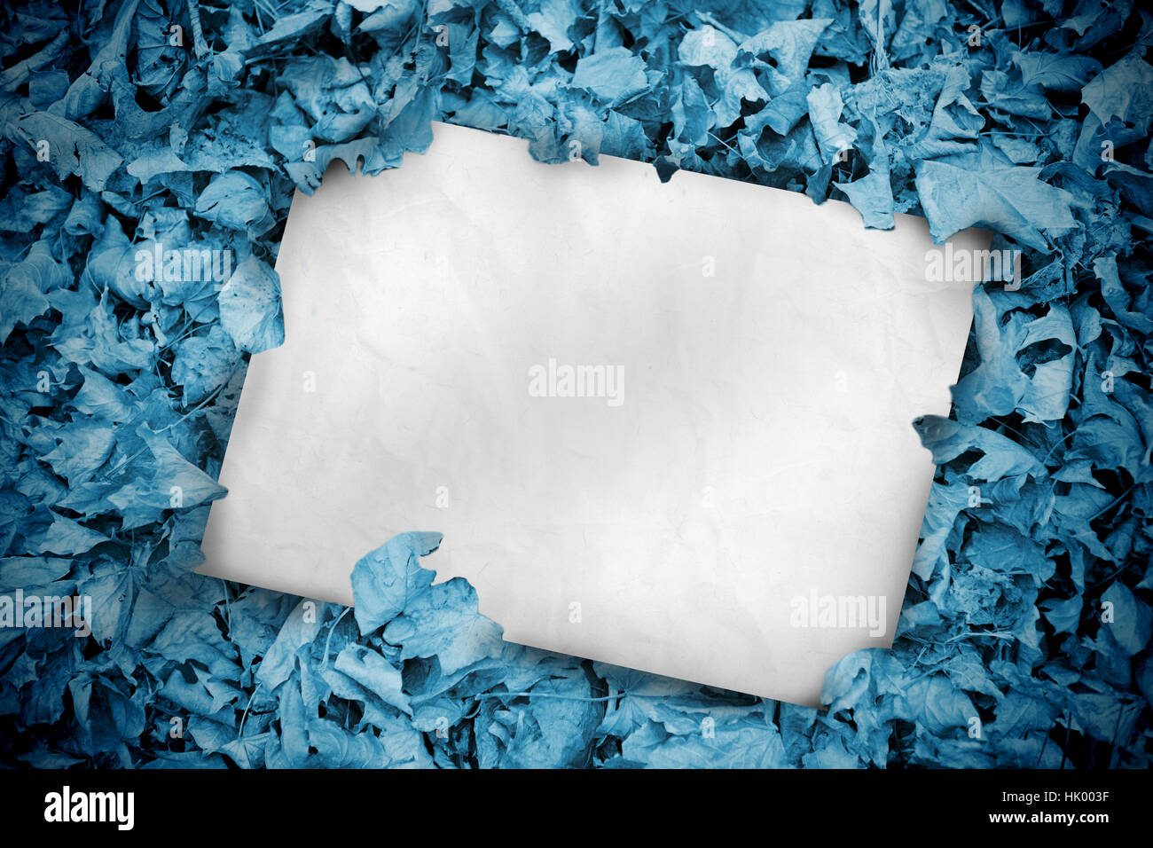 White poster buried into blue dead leaves Stock Photo - Alamy