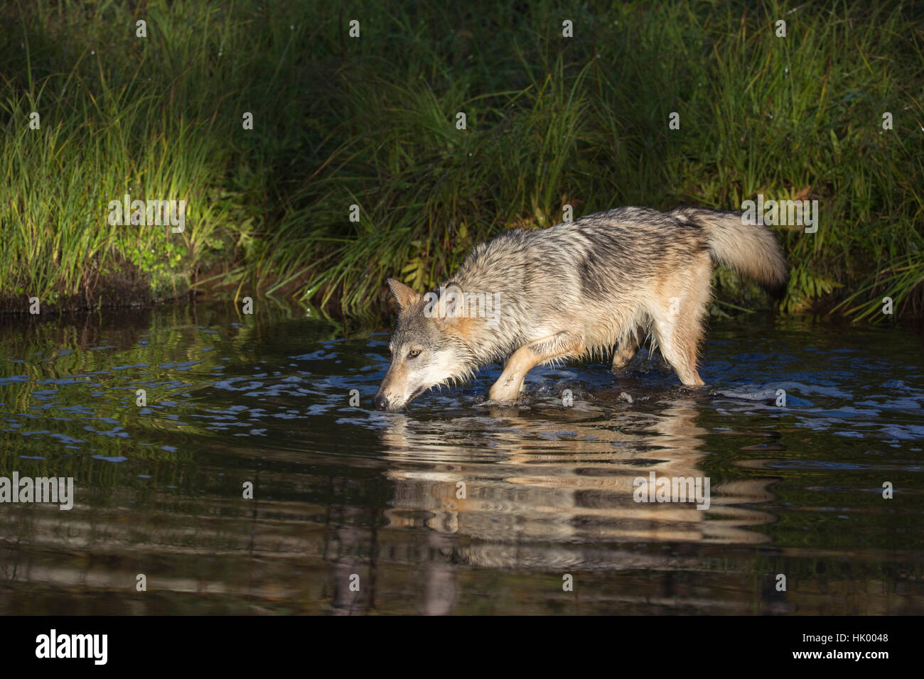 Wolf Pack Hunting Stock Photos & Wolf Pack Hunting Stock Images - Alamy