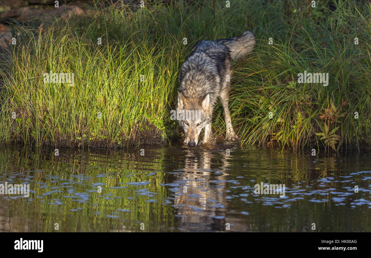 Gray wolf river hi-res stock photography and images - Alamy
