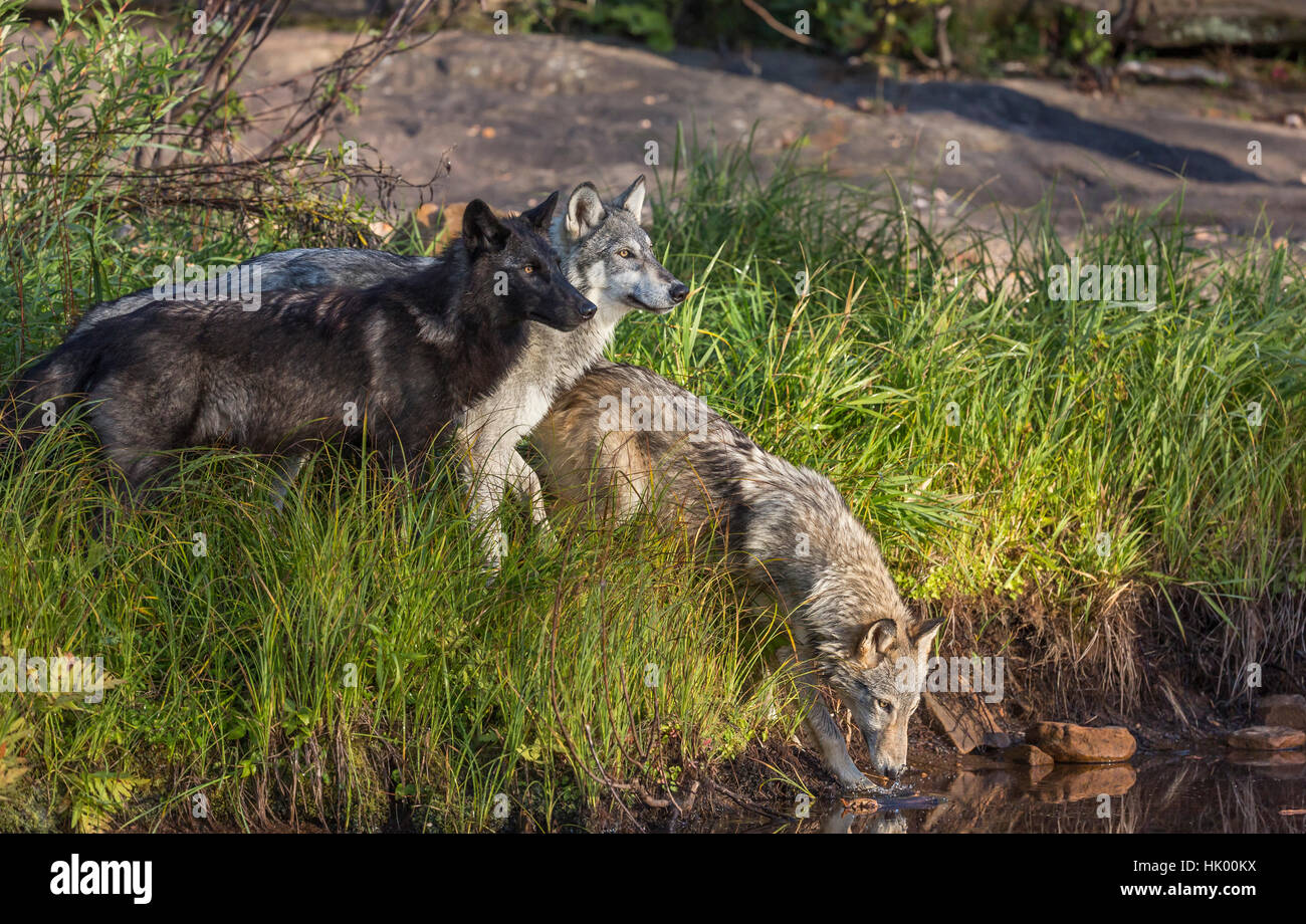 Wolves hunting river hi-res stock photography and images - Alamy