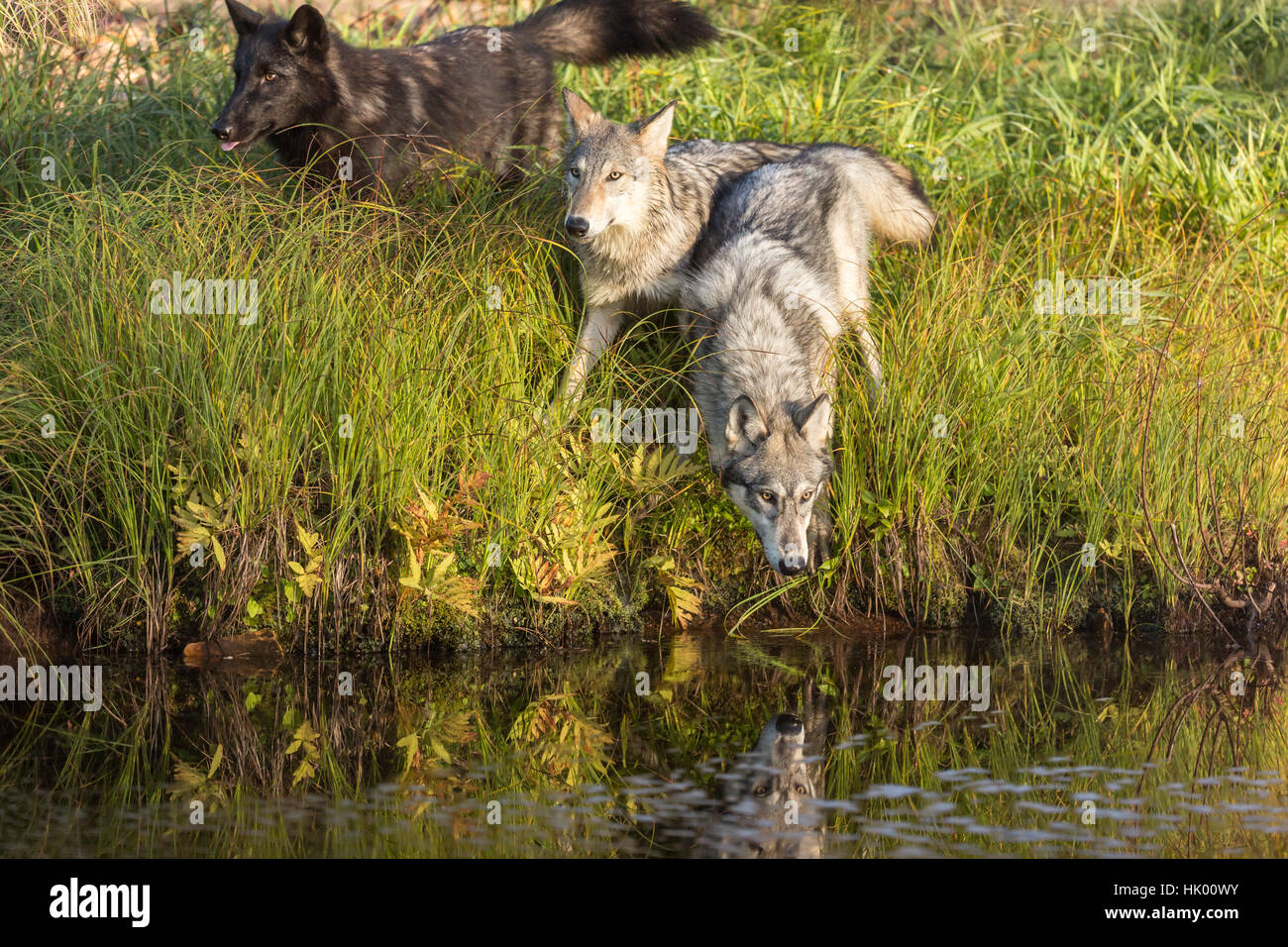 Grey wolves hunting usa hi-res stock photography and images - Alamy